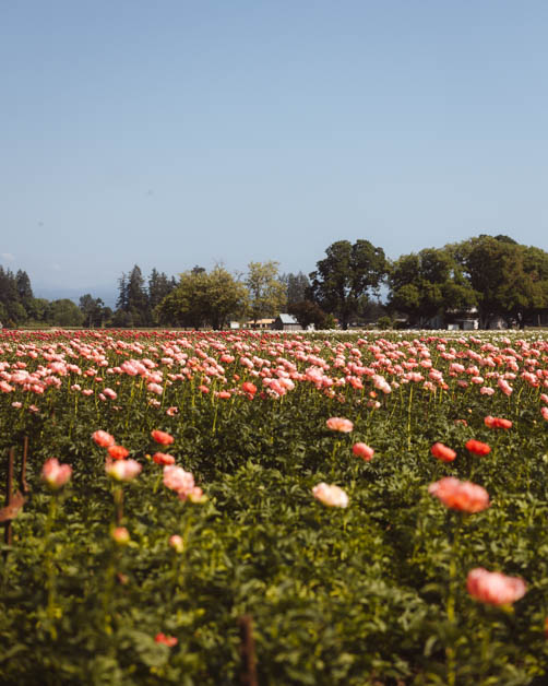Exploring the Vibrant Spring Blooms: Flowers in Oregon - It's Logan Marie