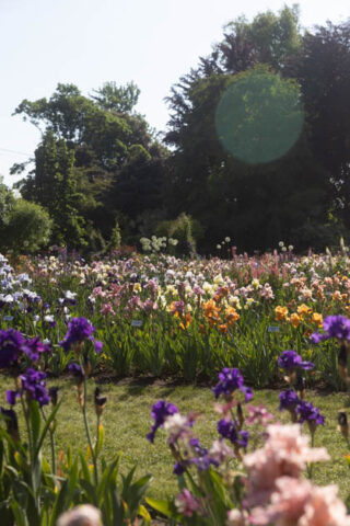 Exploring the Vibrant Spring Blooms: Flowers in Oregon - It's Logan Marie