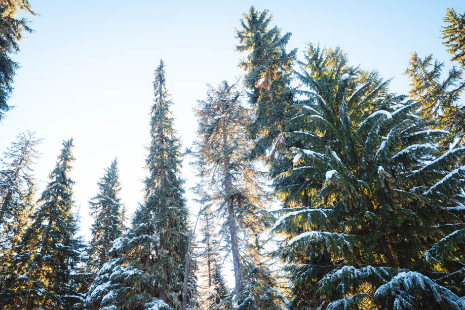 Uncovering the Hidden Charms of Oregon in Winter - It's Logan Marie